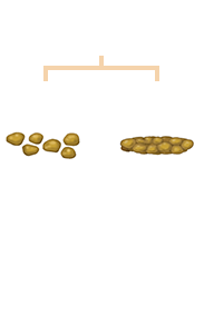 Commiss Score | NHSc